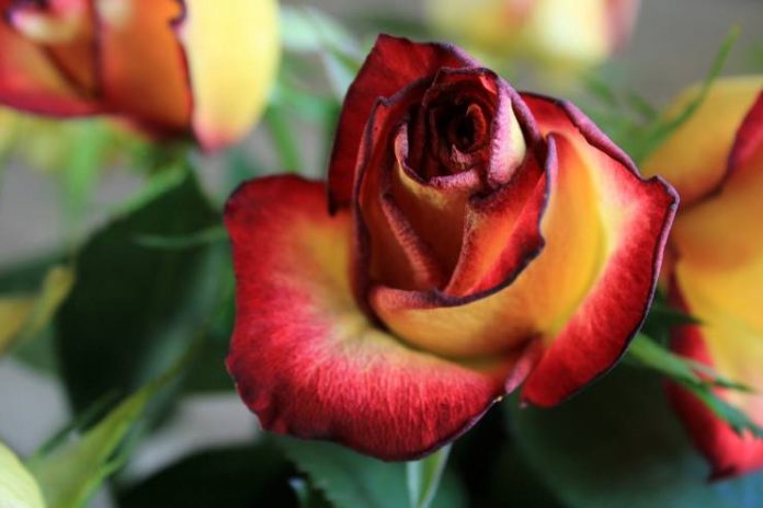 Rose bellissime e a costo zero: svelato il segreto dei fioristi | Il ...